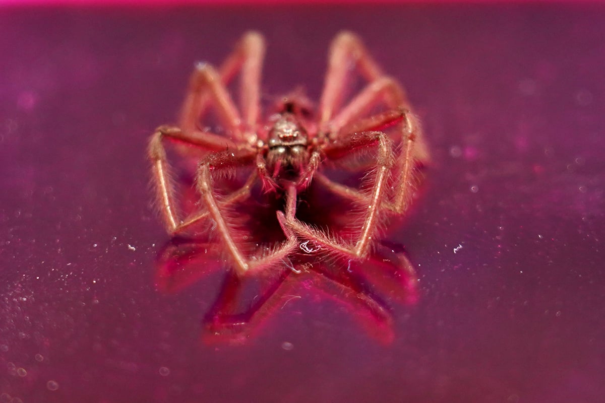 Hvorfor er denne edderkoppen rosa?