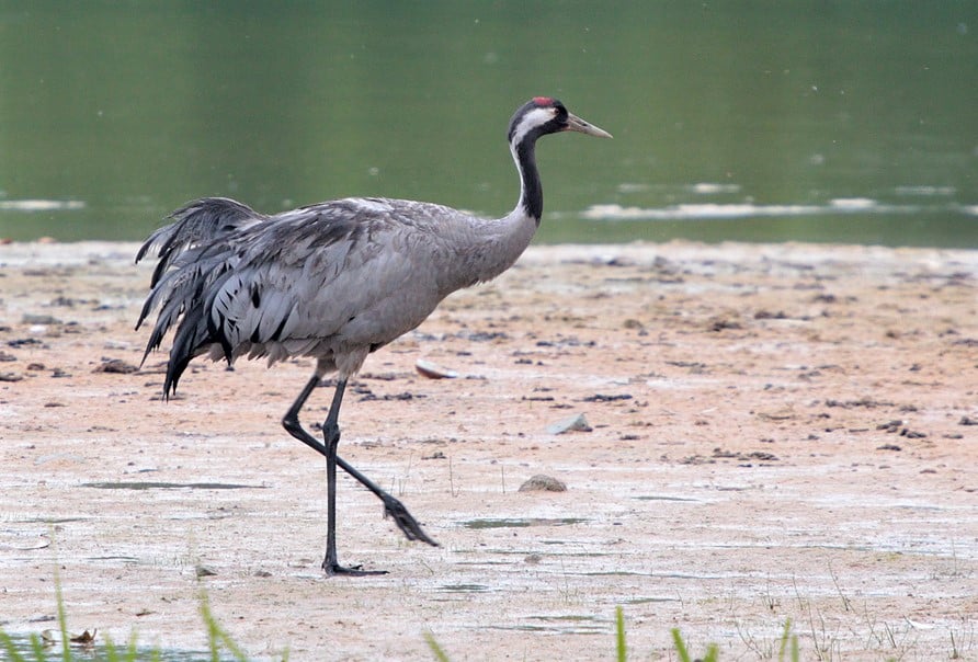Hvorfor kom tranene til Leirfjord?