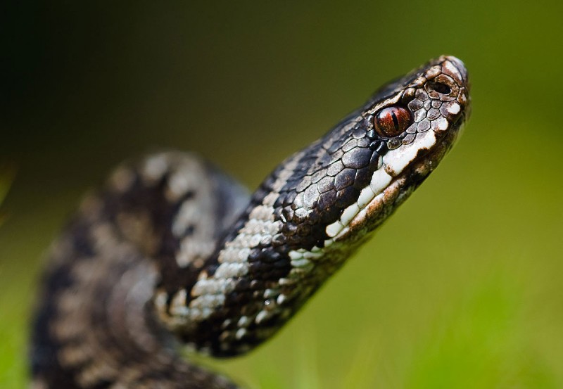 På jakt etter hoggorm