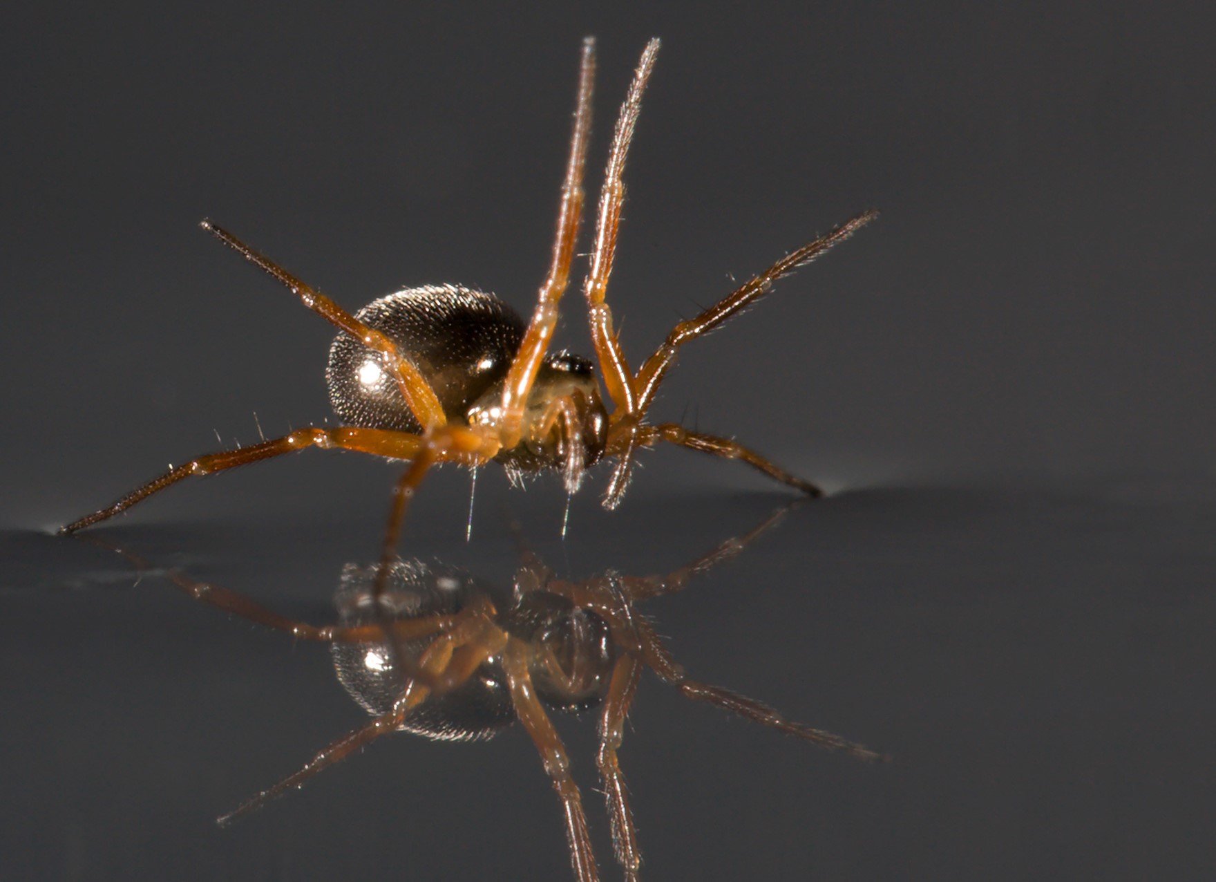 Edderkopper som kan seile