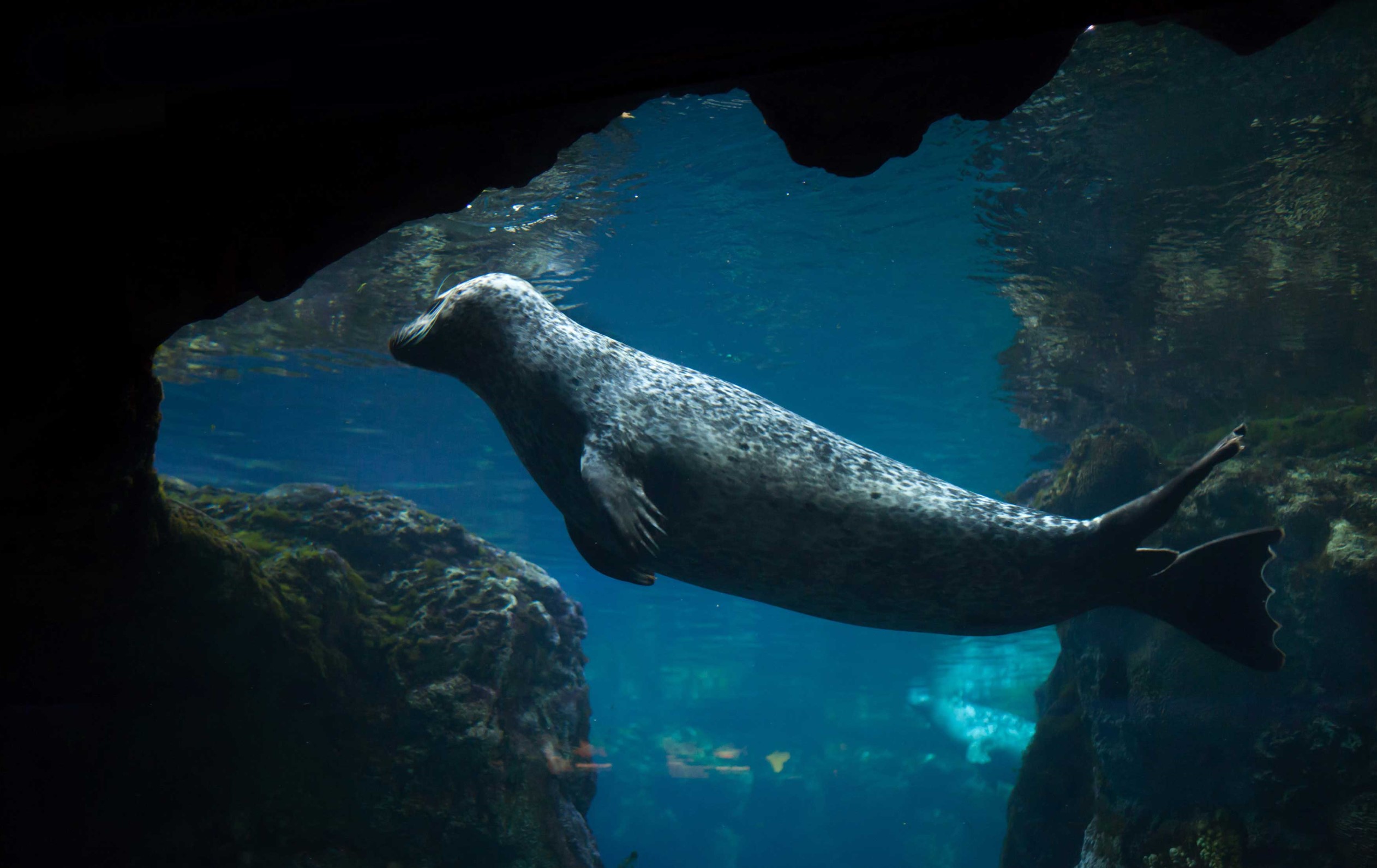 Sel kan føle flyndra puste